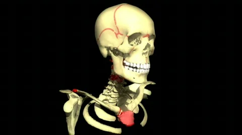 Human head rotating and showing the musc... | Stock Video | Pond5