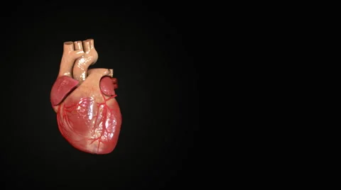 HUMAN HEART 3D animation | Stock Video | Pond5