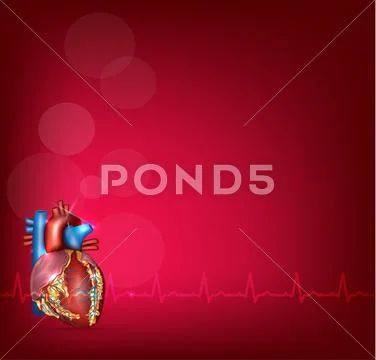 Human heart anatomy on a bright red background. ~ Clip Art #37032423