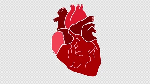 Human heart, animated illustration, tran... | Stock Video | Pond5