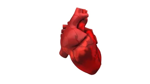 Human heart animation | Stock Video | Pond5