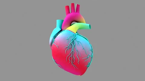 Human Heart beat Anatomy animation. Rain... | Stock Video | Pond5