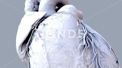 Human Heart beat Anatomy animation Illustration #136952588