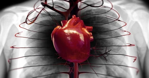 Human Heart Beat Anatomy. X-Ray Skeleton... | Stock Video | Pond5