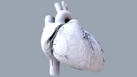 Human heart beating, animation | Stock Video | Pond5