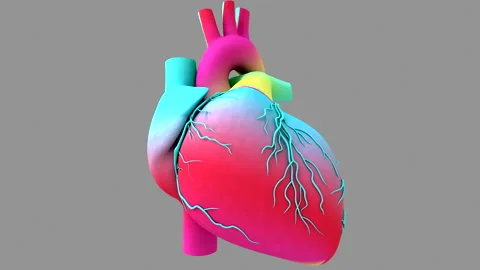 Human heart beating, animation | Stock Video | Pond5