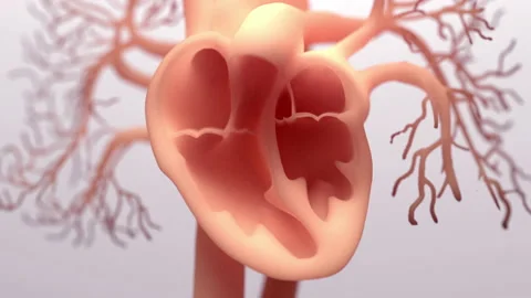 Human heart beating, animation | Stock Video | Pond5