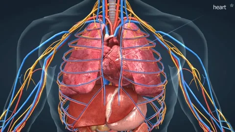 Beating Human Heart Stock Videos – Royalty-Free HD & 4K Videos