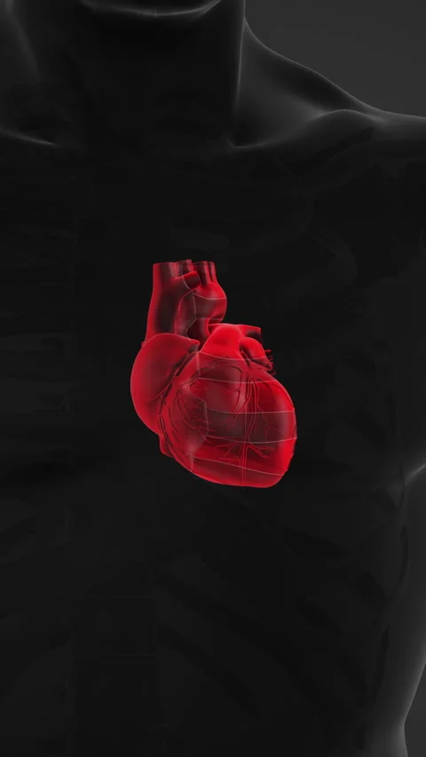 Beating Human Heart Stock Videos – Royalty-Free HD & 4K Videos