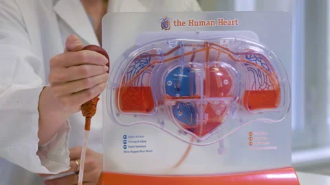 Heart Blood Circulation Stock Footage ~ Royalty Free Stock Videos | Pond5
