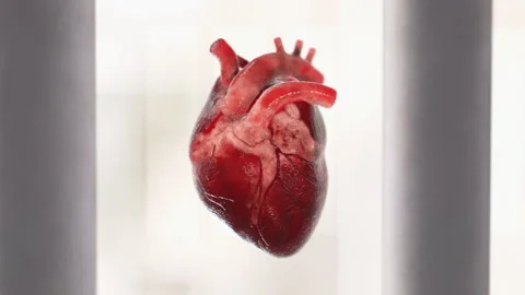 Human heart, human anatomy, human organ,... | Stock Video | Pond5