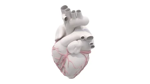 human heart organ rotation isolated on w... | Stock Video | Pond5
