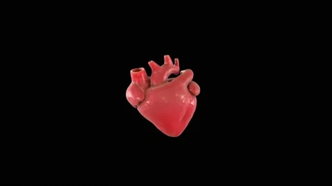 Human Heart Pumping 3D Animation on Blac... | Stock Video | Pond5