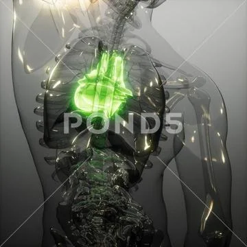 Human Heart Radiology Exam science anatomy scan of human heart glowing ...