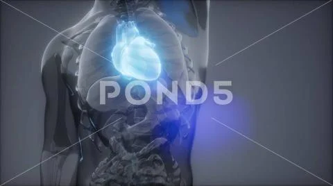 Human Heart Radiology Exam science anatomy scan of human heart glowing ...
