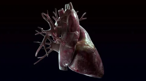 Human Heart rotation on black background | Stock Video | Pond5