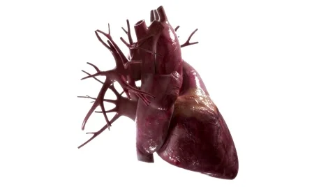 Human Heart White Background Stock Footage ~ Royalty Free Stock Videos ...