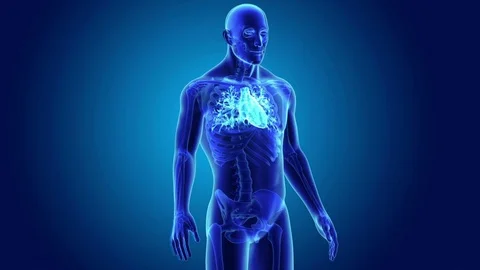 Human Heart with Skeleton Body | Stock Video | Pond5