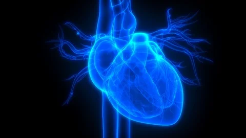 Human Heartbeat Anatomy | Stock Video | Pond5