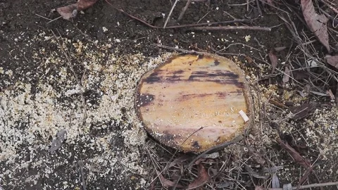 Human Impact on Nature concept: A Tree S... | Stock Video | Pond5