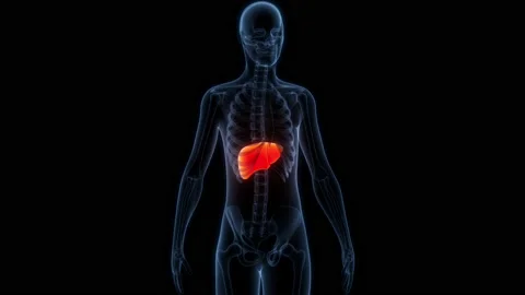 Human Internal Digestive Organ Liver Ana... | Stock Video | Pond5