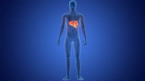 Human Internal Digestive Organ Liver Ana... | Stock Video | Pond5