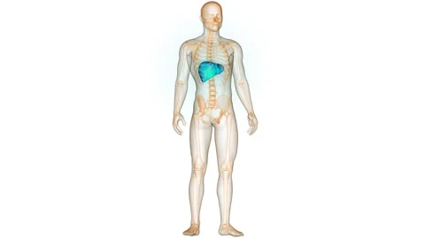 Human Internal Digestive Organ Liver Ana... | Stock Video | Pond5