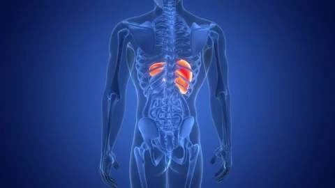 Human Internal Digestive Organ Liver Ana... | Stock Video | Pond5