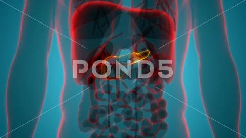Human Internal Organ Pancreas Anatomy Illustration #203987940
