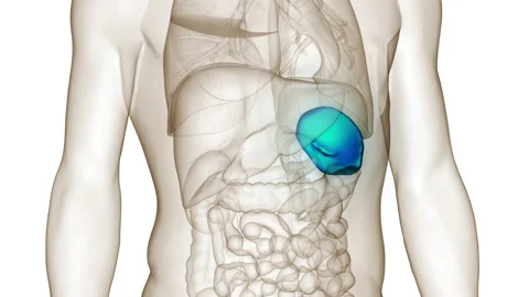 Human Internal Organ Spleen Anatomy Anim... | Stock Video | Pond5