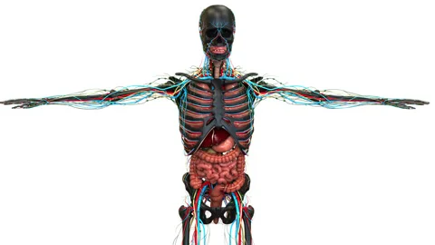 Human Internal Organs Anatomy Animation ... | Stock Video | Pond5