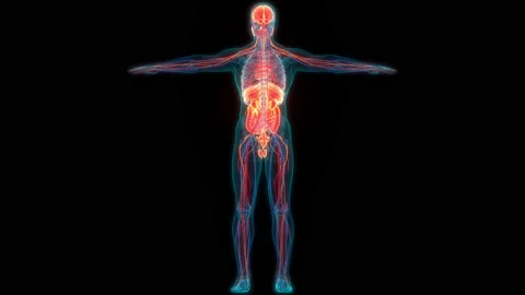 Human Internal Organs Anatomy Animation ... | Stock Video | Pond5