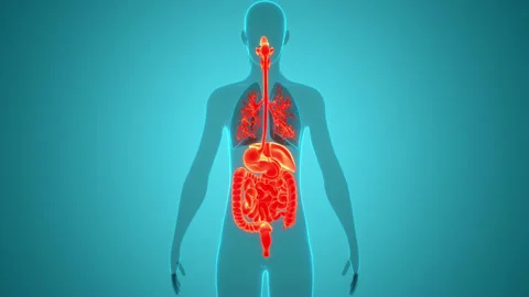 Human Internal Organs Anatomy Animation ... | Stock Video | Pond5