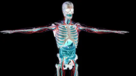Human Internal Organs Anatomy Animation ... | Stock Video | Pond5