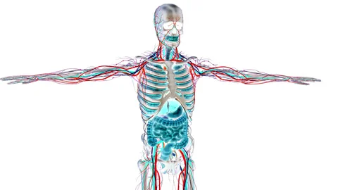 Human Internal Organs Anatomy Animation ... | Stock Video | Pond5