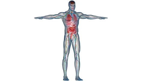 Human Internal Organs Anatomy Animation ... | Stock Video | Pond5