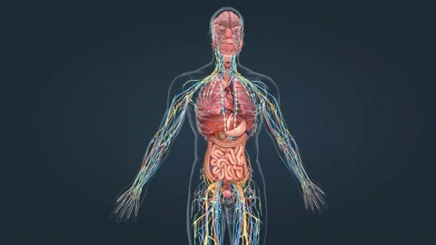 Human internal organs and circulatory sy... | Stock Video | Pond5