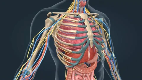 Human internal organs and circulatory sy... | Stock Video | Pond5