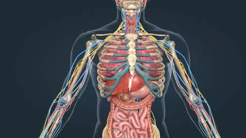 Human internal organs and circulatory sy... | Stock Video | Pond5