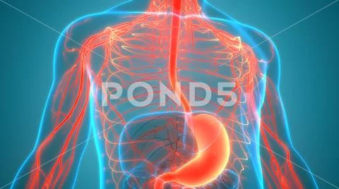 Human Internal Organs Digestive System Stomach Anatomy: Royalty Free ...