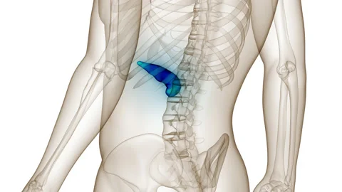 Human Internal Organs Pancreas Anatomy A... | Stock Video | Pond5