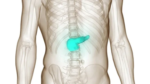 Human Internal Organs Pancreas Anatomy A... | Stock Video | Pond5