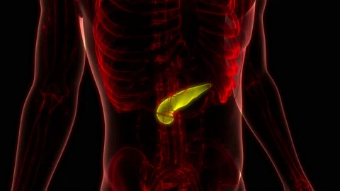 Human Internal Organs Pancreas Anatomy A... | Stock Video | Pond5