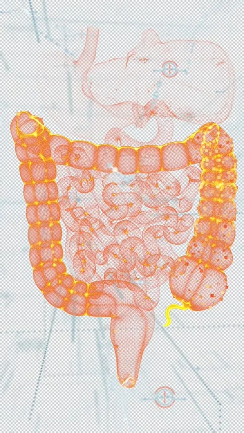 Human Intestines X-Ray Scanner With Alph... | Stock Video | Pond5