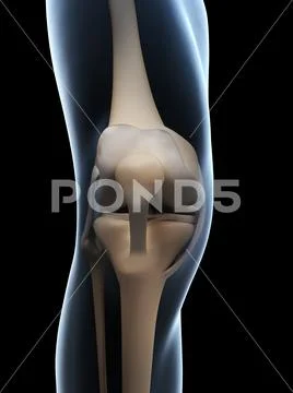 Human knee anatomy, illustration Illustration #75519456