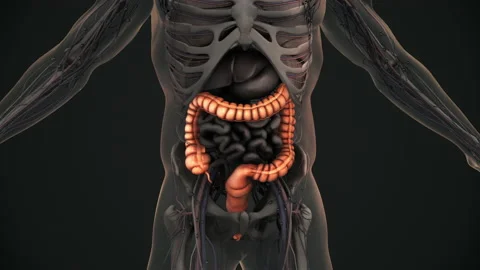 Human large intestine anatomy animation | Stock Video | Pond5