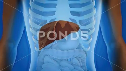 Liver Definition Anatomy