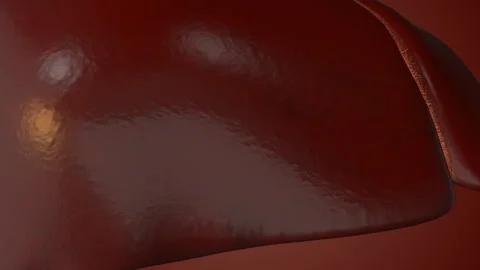 Human Liver anatomy medical animation | Stock Video | Pond5