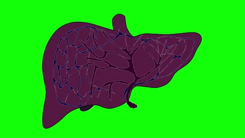 Human liver, green screen seamless loop ... | Stock Video | Pond5