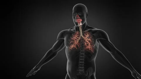 Human Lung Respiratory System With Trach... | Stock Video | Pond5